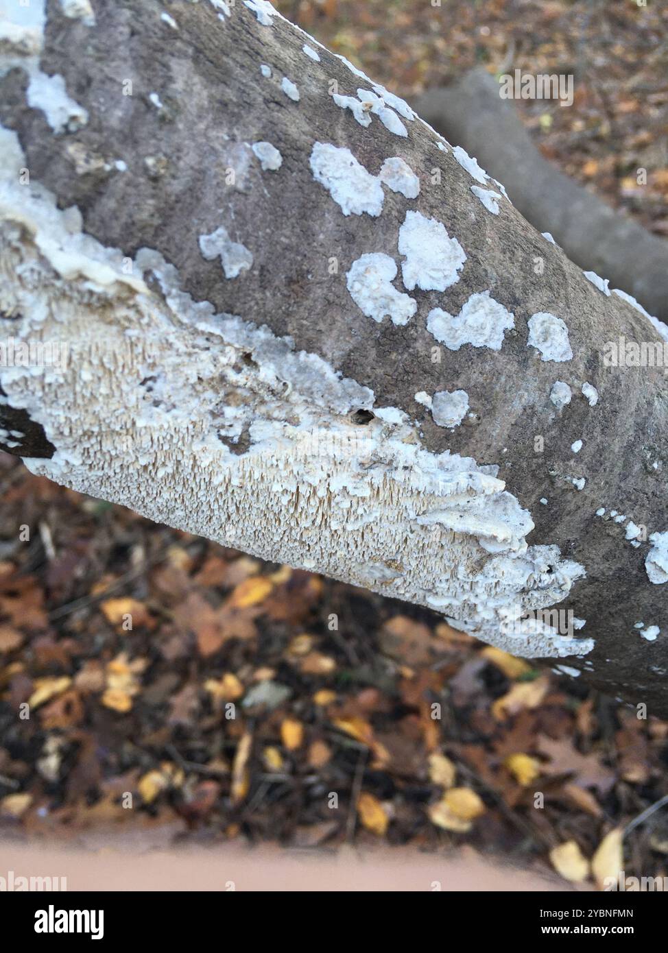 Milk-white Toothed Polypore (Irpex lacteus) Fungi Stock Photo - Alamy