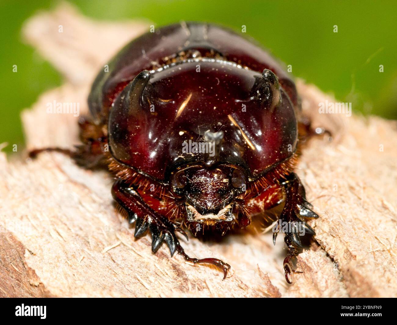 (Strategus fascinus) Insecta Stock Photo - Alamy