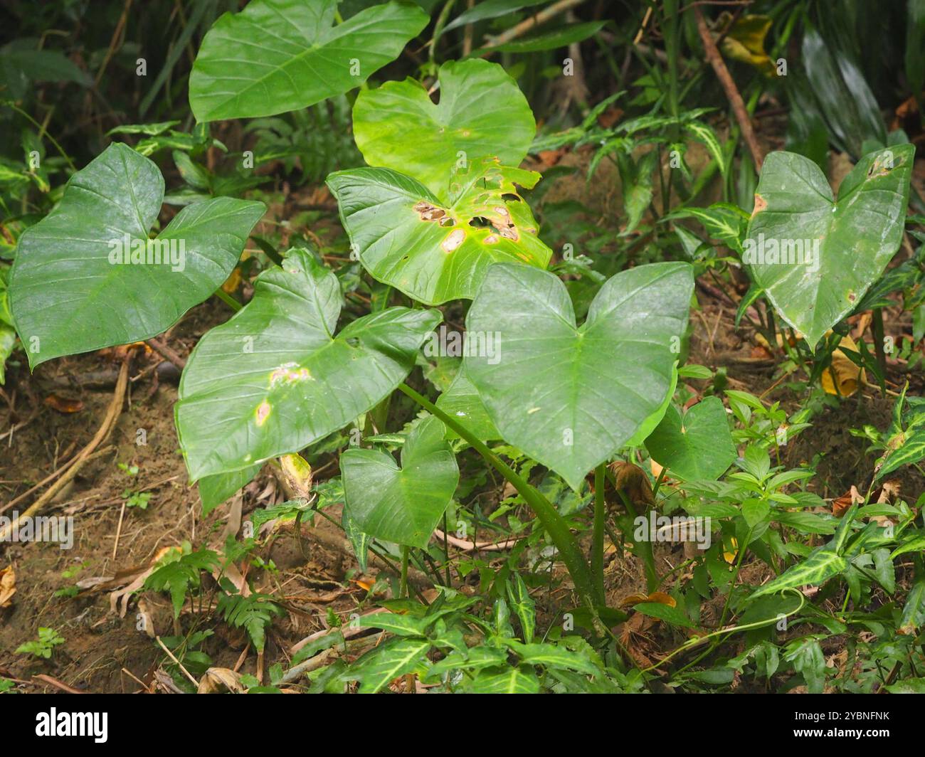 Arrowleaf Elephant's Ear (Xanthosoma sagittifolium) Plantae Stock Photo ...