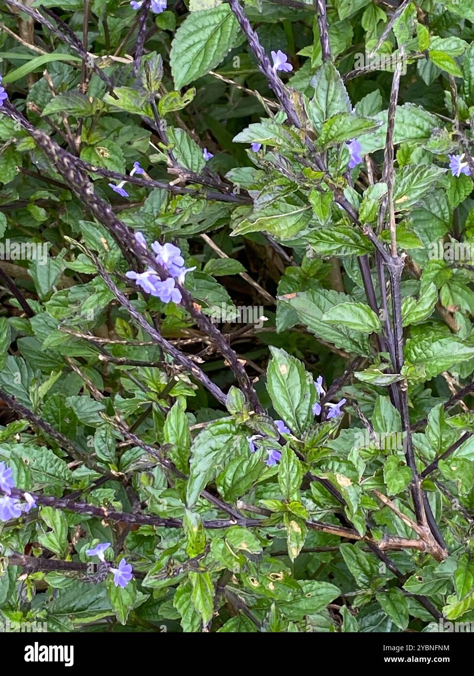 Rattail (Stachytarpheta cayennensis) Plantae Stock Photo - Alamy