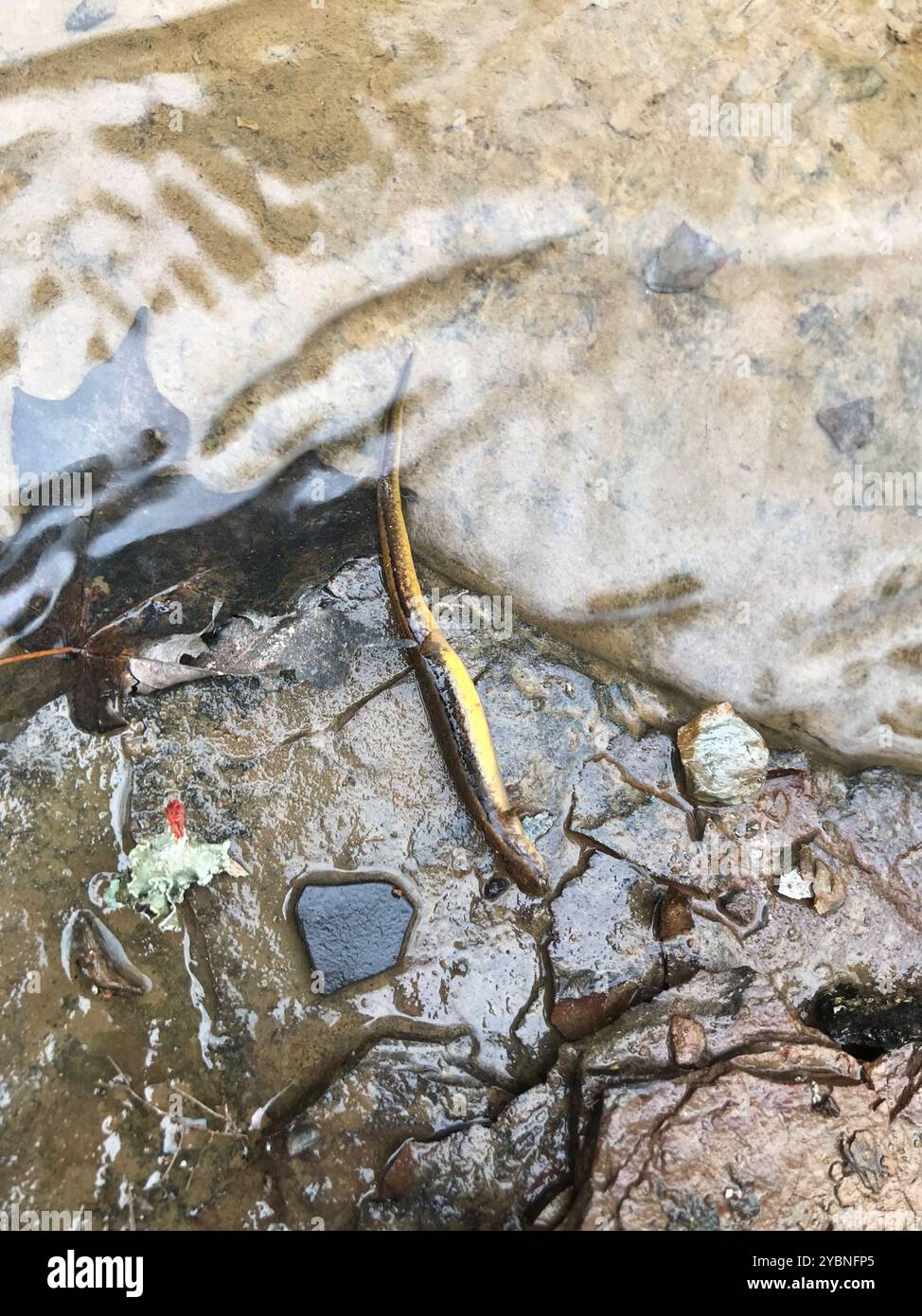 Southern Two-lined Salamander (Eurycea cirrigera) Amphibia Stock Photo ...