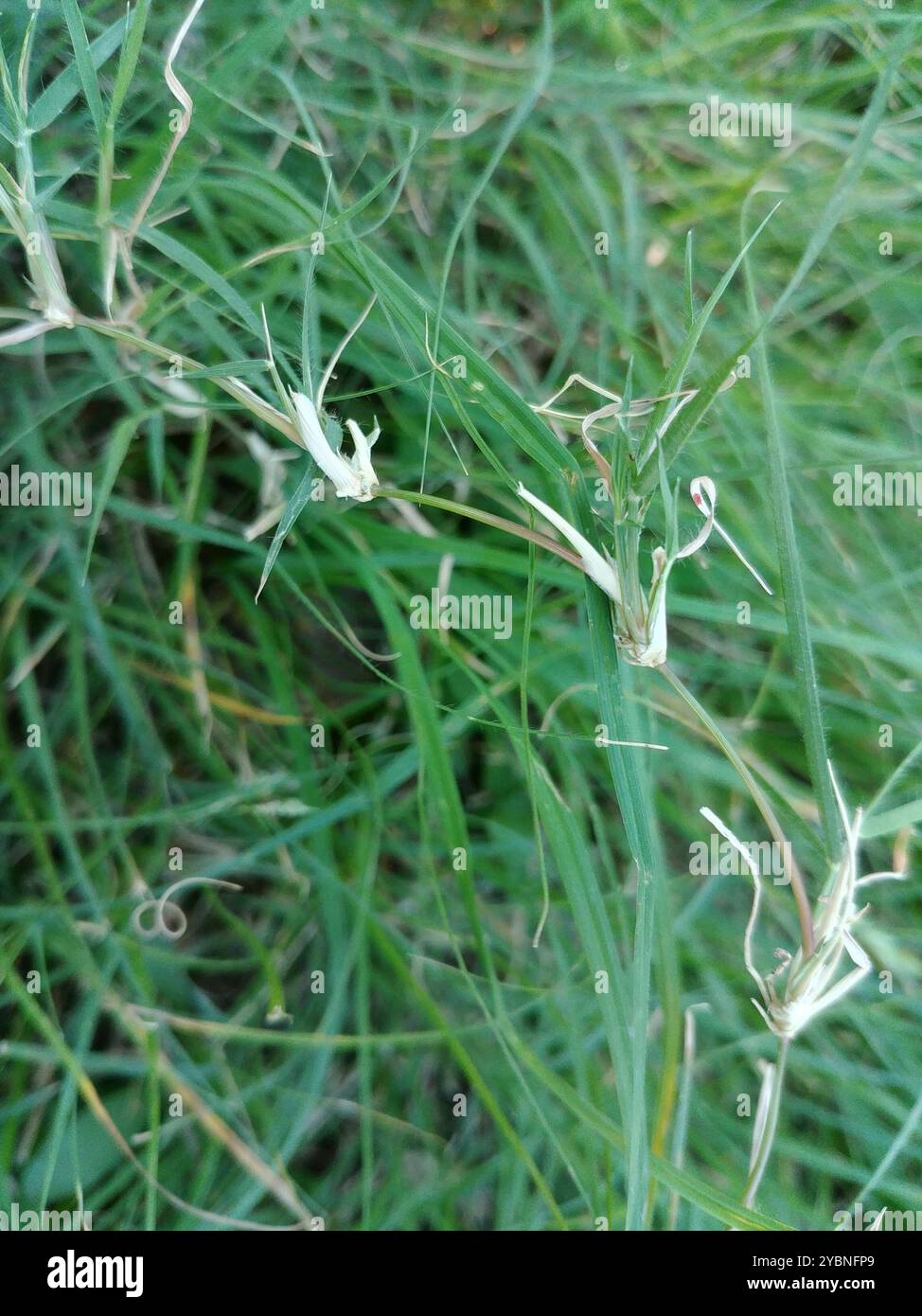 buffalograss (Bouteloua dactyloides) Plantae Stock Photo - Alamy