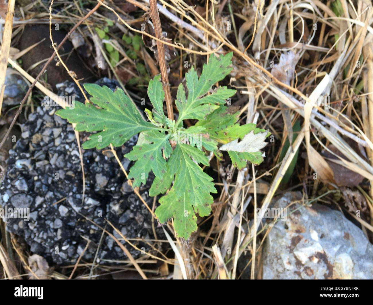 common mugwort (Artemisia vulgaris) Plantae Stock Photo - Alamy