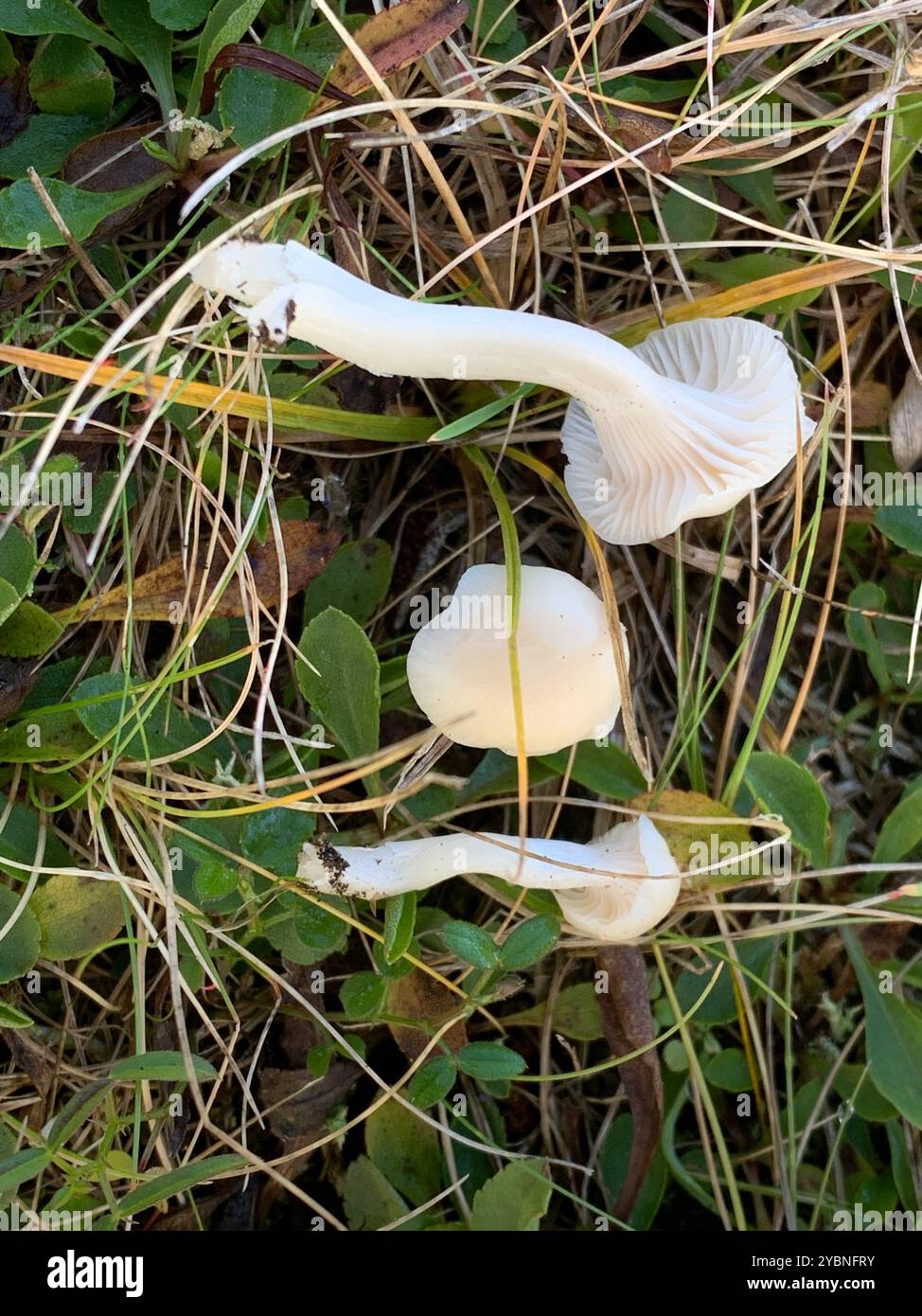 (Cuphophyllus borealis) Fungi Stock Photo - Alamy