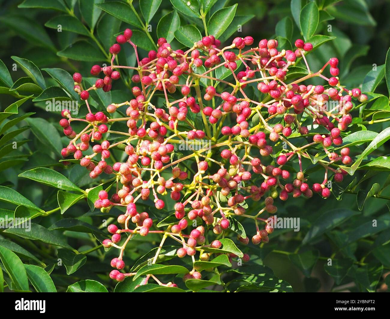 Chinese Wingleaf Prickly Ash (Zanthoxylum avicennae) Plantae Stock ...