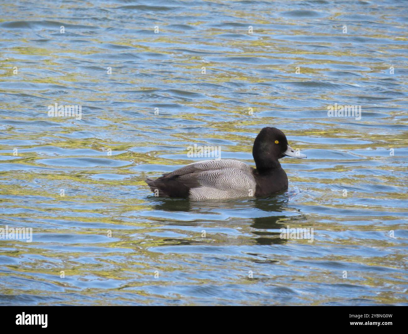 Lesser Scaup (Aythya affinis) Aves Stock Photo - Alamy