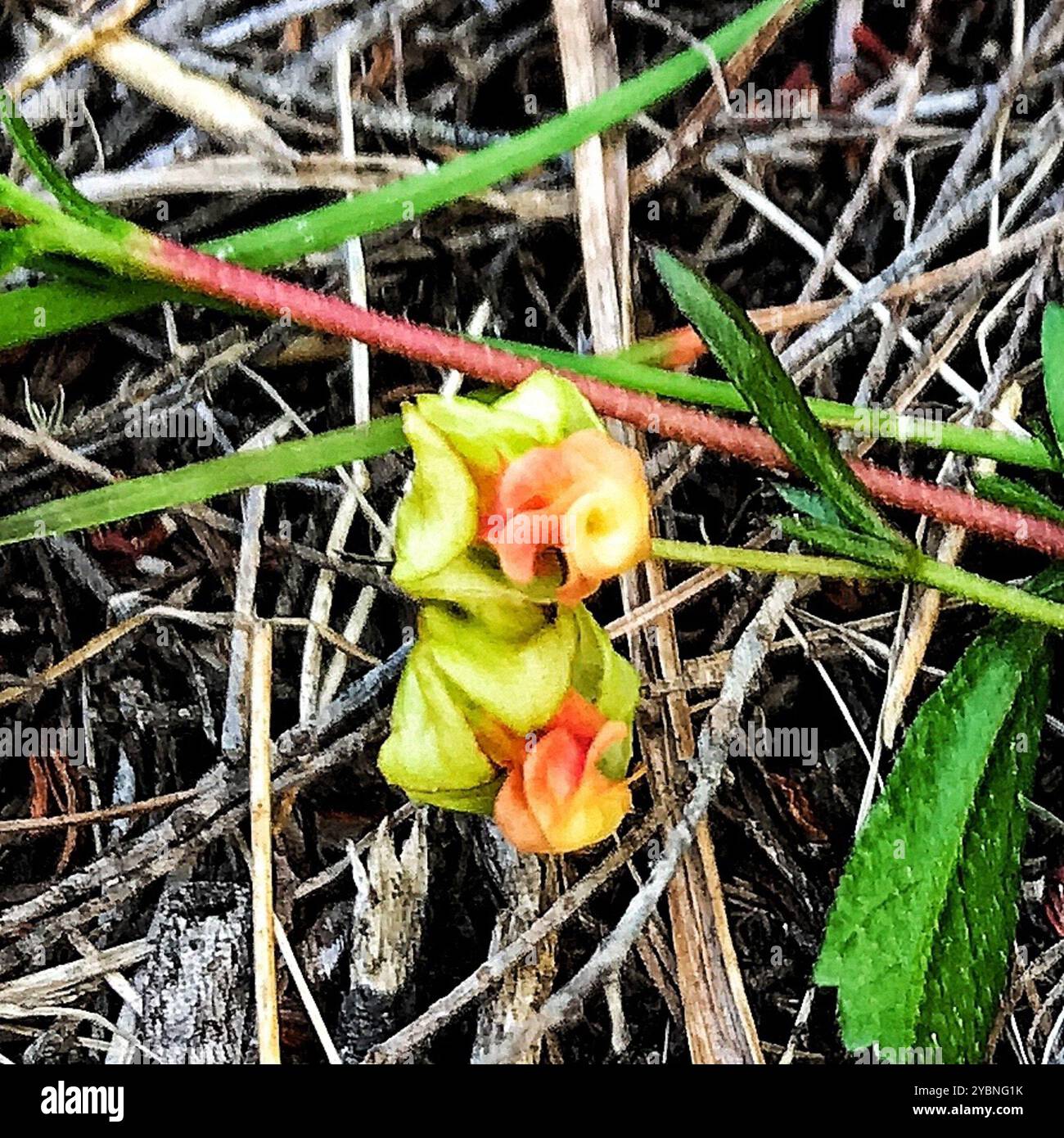 Angular Dollsrose (Hermannia angularis) Plantae Stock Photo - Alamy