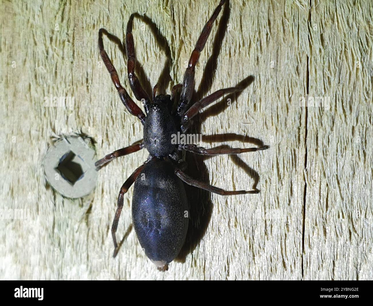 Eastern White-tail Spider (Lampona murina) Arachnida Stock Photo - Alamy