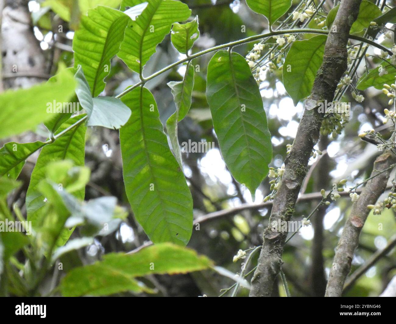 vascular plants (Tracheophyta) Plantae Stock Photo - Alamy
