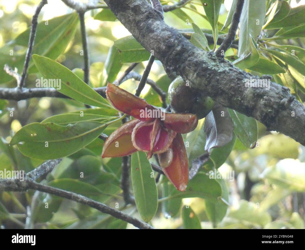 attorney trees (Clusia) Plantae Stock Photo - Alamy