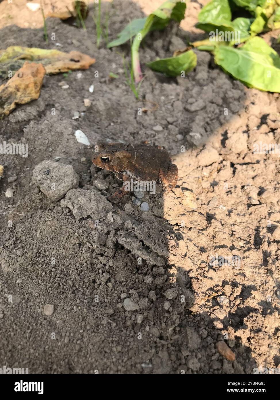 Eastern American Toad (Anaxyrus americanus americanus) Amphibia Stock ...