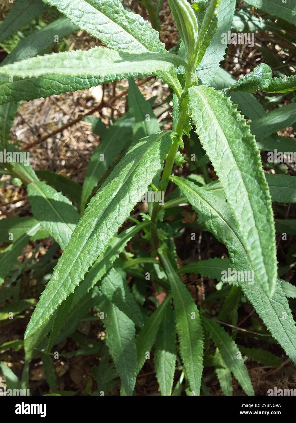 Senecio minimus hi-res stock photography and images - Alamy