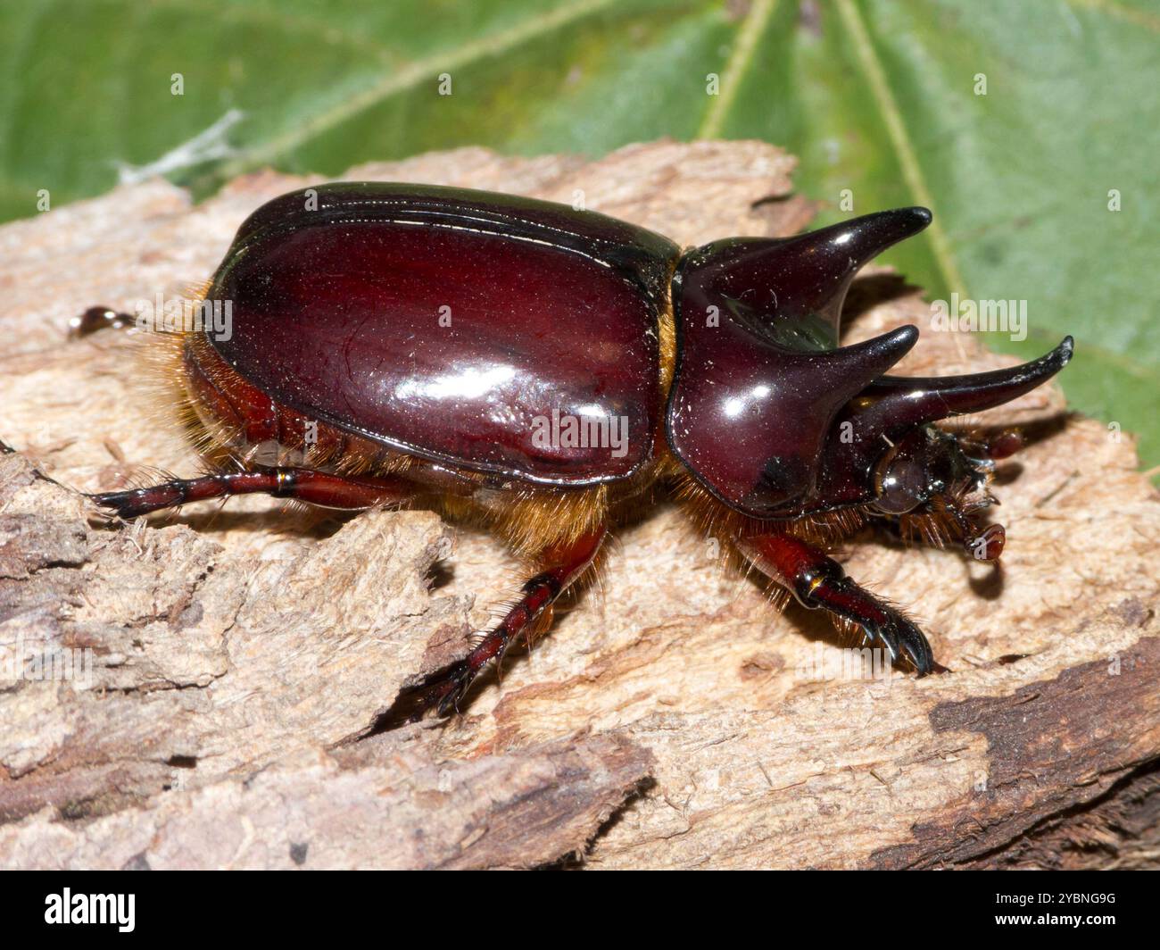 (Strategus fascinus) Insecta Stock Photo - Alamy