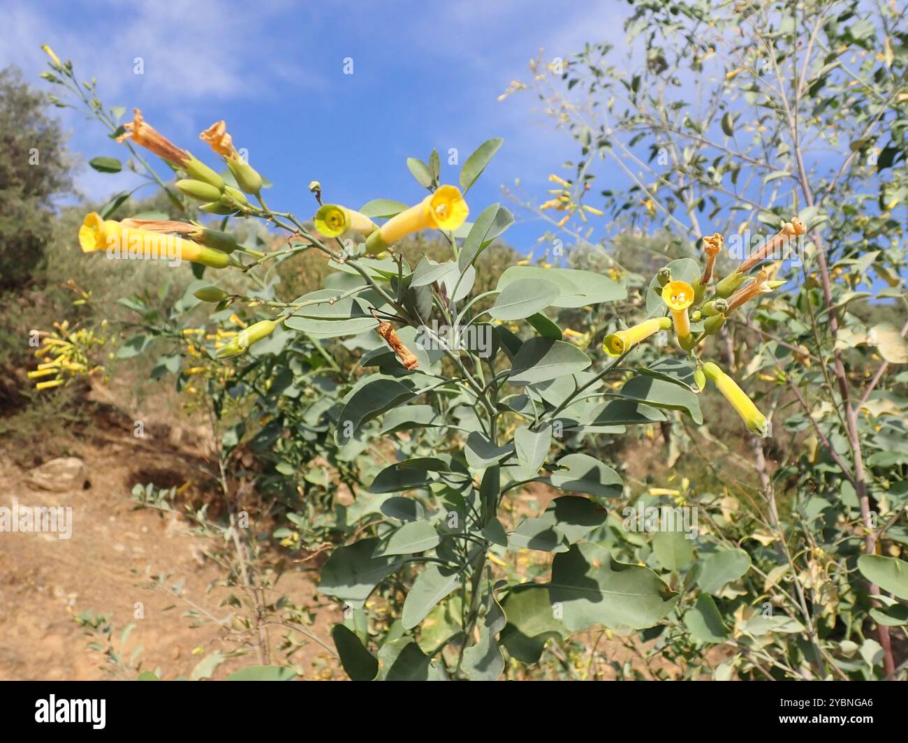 tree tobacco (Nicotiana glauca) Plantae Stock Photo - Alamy