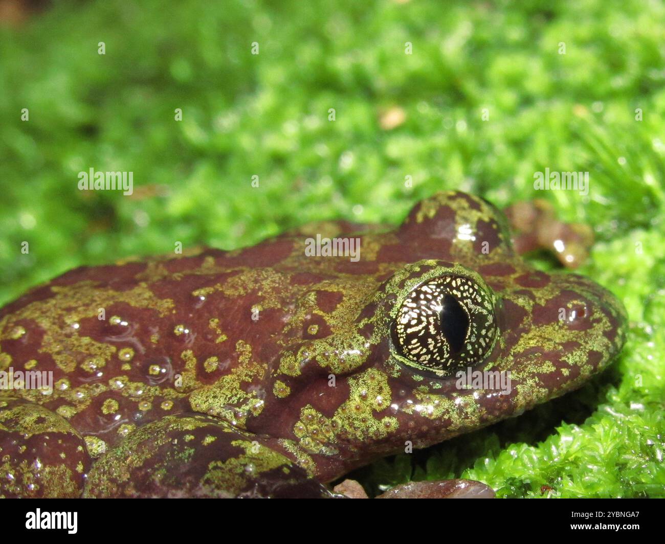 Table Mountain Ghost Frog (Heleophryne rosei) Amphibia Stock Photo - Alamy