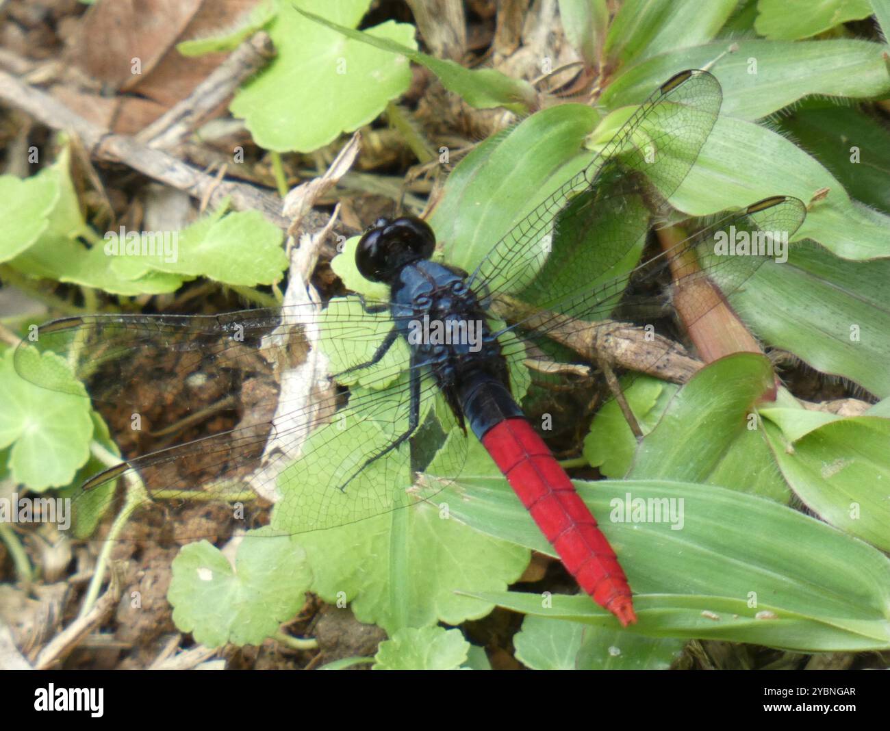 Flame-tailed Pondhawk (Erythemis peruviana) Insecta Stock Photo - Alamy