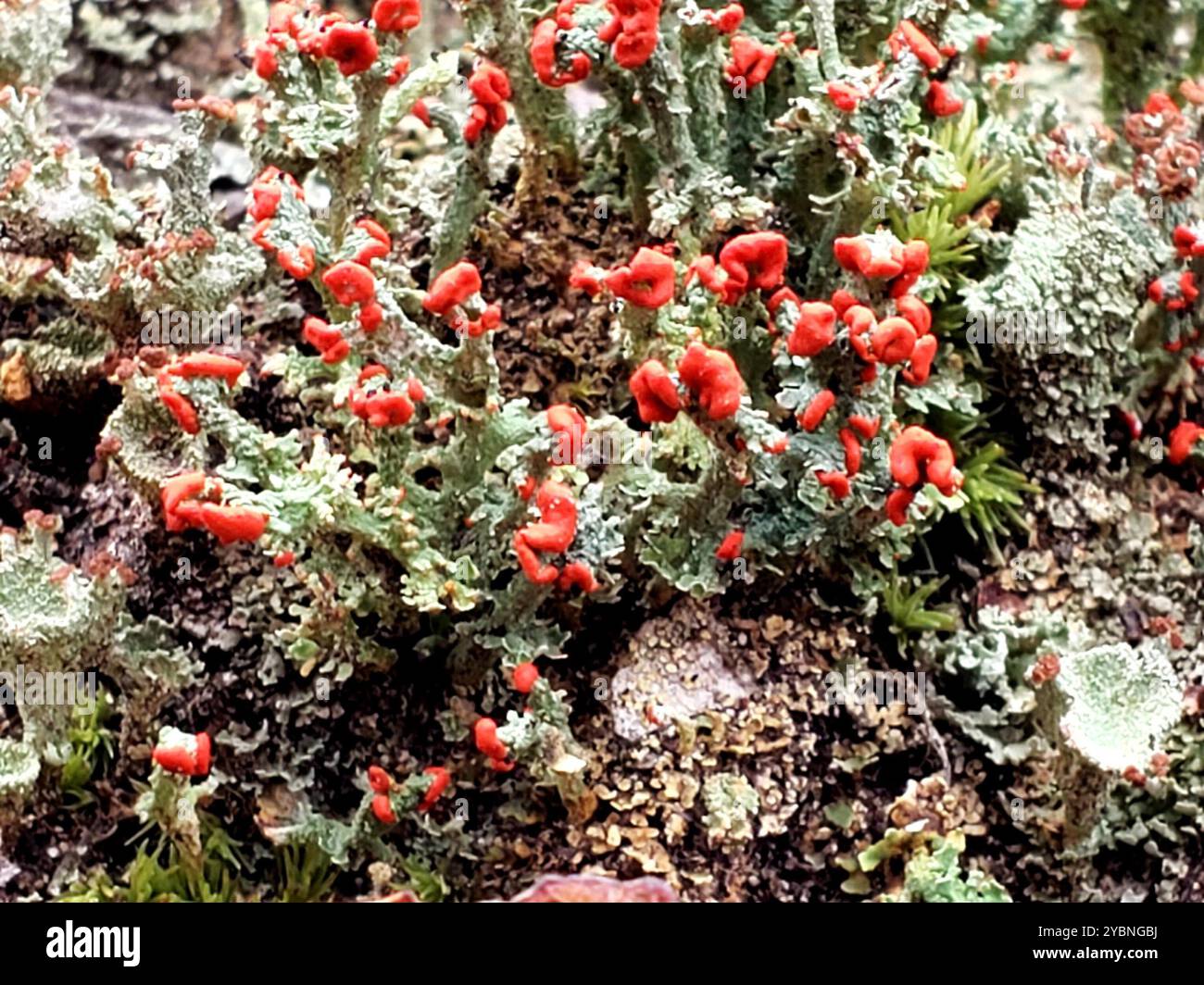 British soldier lichen (Cladonia cristatella) Fungi Stock Photo - Alamy