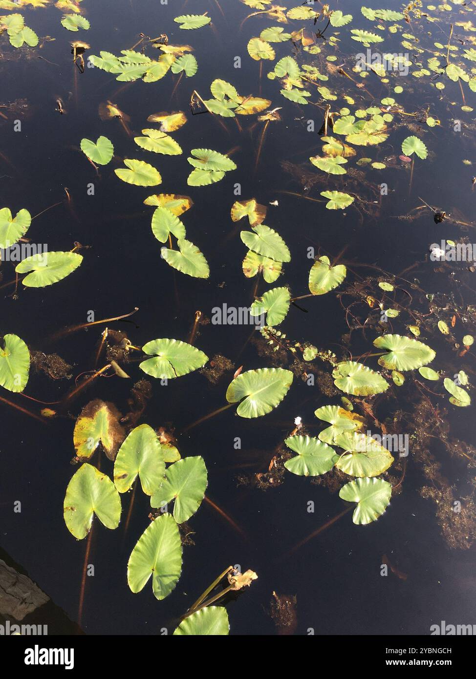 spatterdock (Nuphar advena) Plantae Stock Photo - Alamy
