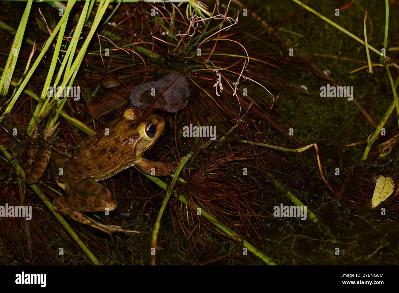 Cape River Frog (Amietia fuscigula) Amphibia Stock Photo - Alamy