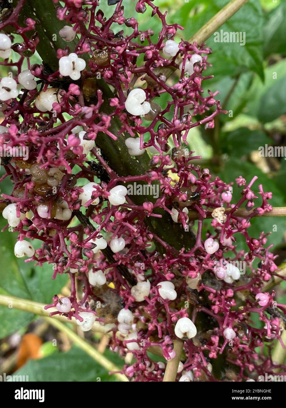 Scratchbush (Urera baccifera) Plantae Stock Photo - Alamy