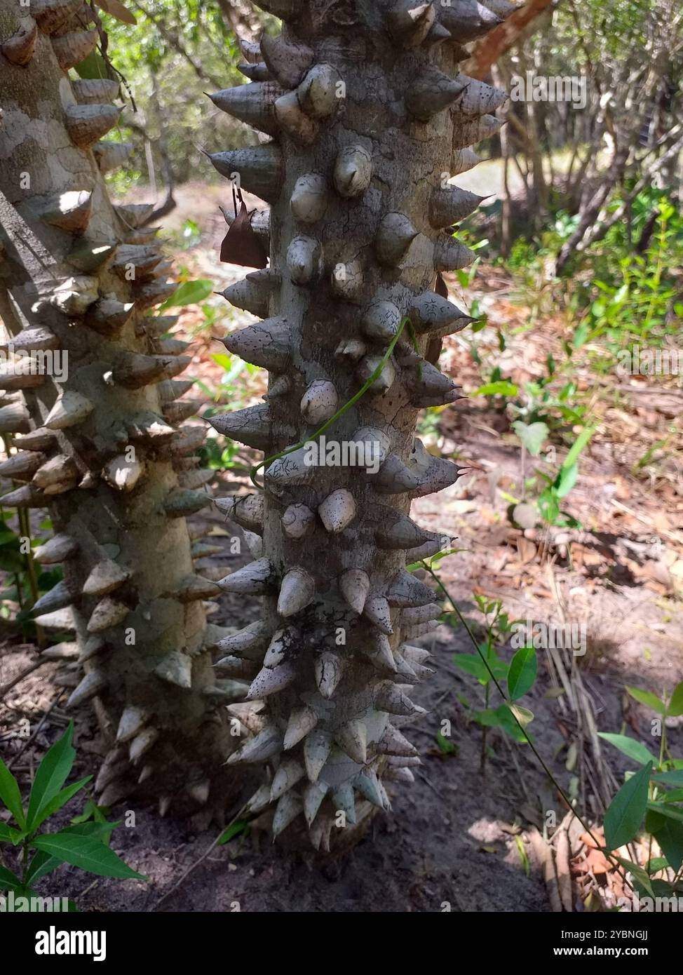 Tambataru (Zanthoxylum rhoifolium) Plantae Stock Photo - Alamy