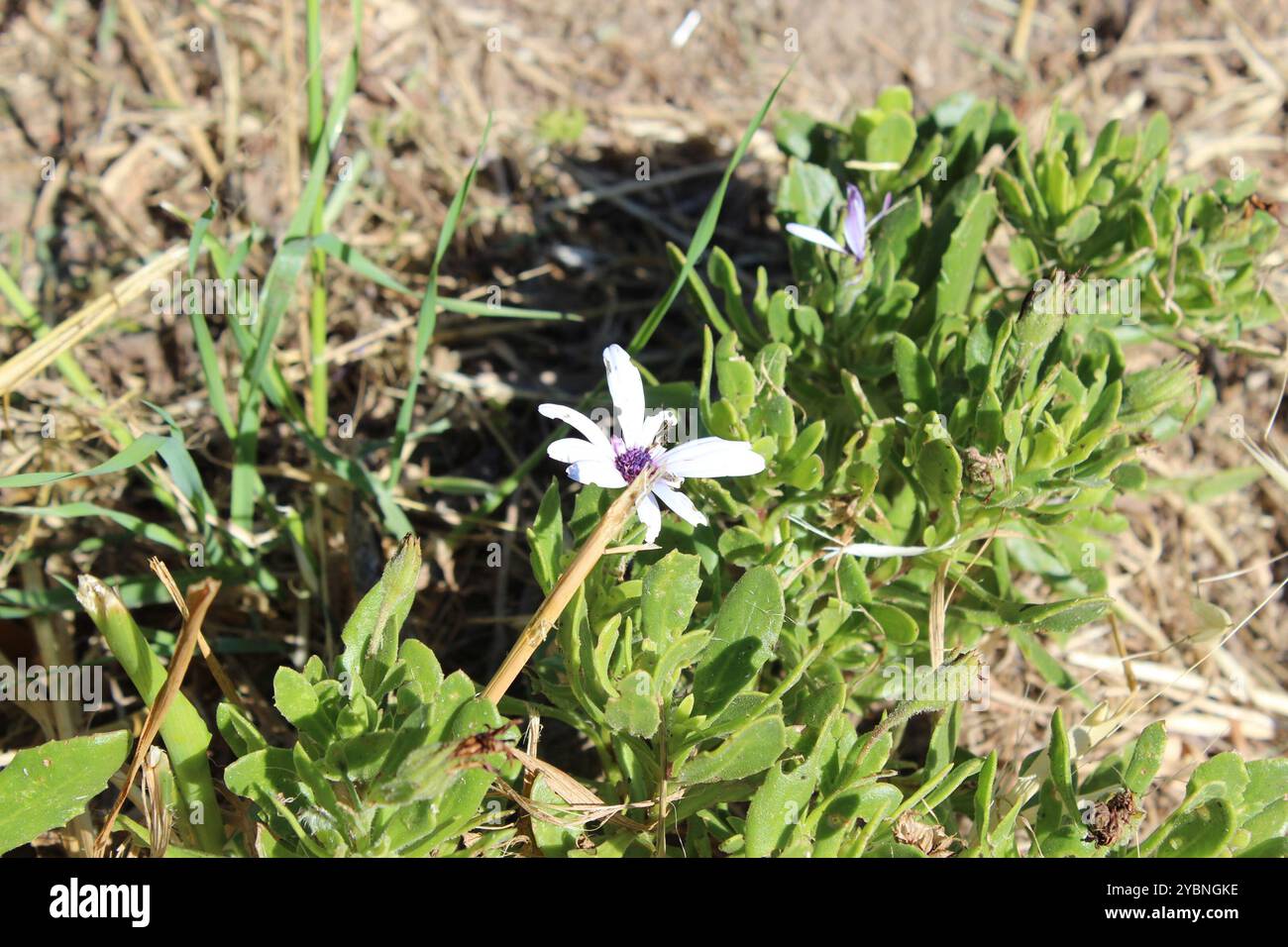 trailing African daisy (Dimorphotheca fruticosa) Plantae Stock Photo ...