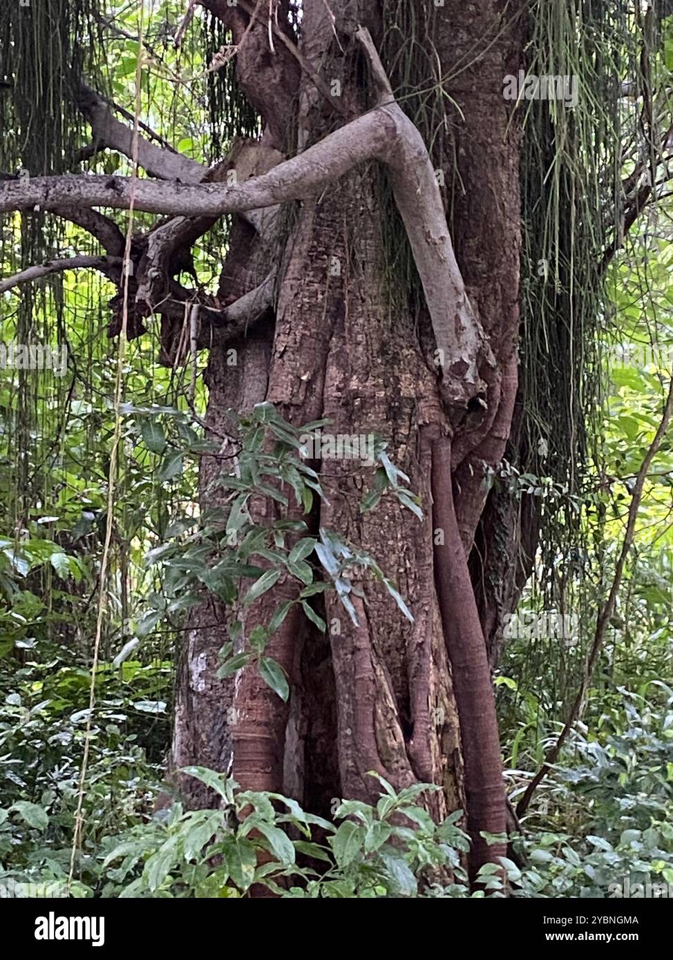 Figs (Ficus) Plantae Stock Photo - Alamy