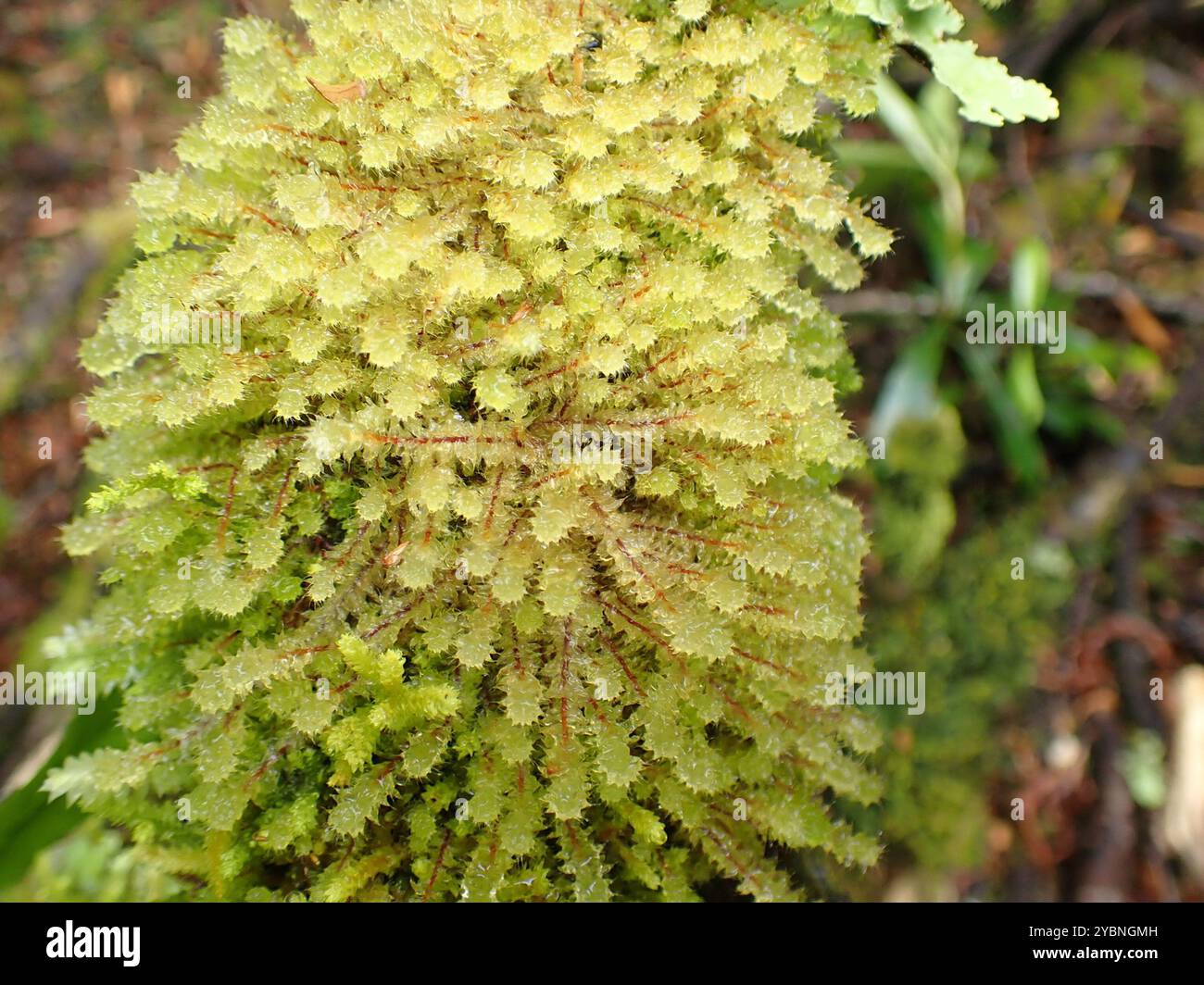 pipe-cleaner moss (Ptychomnion aciculare) Plantae Stock Photo - Alamy