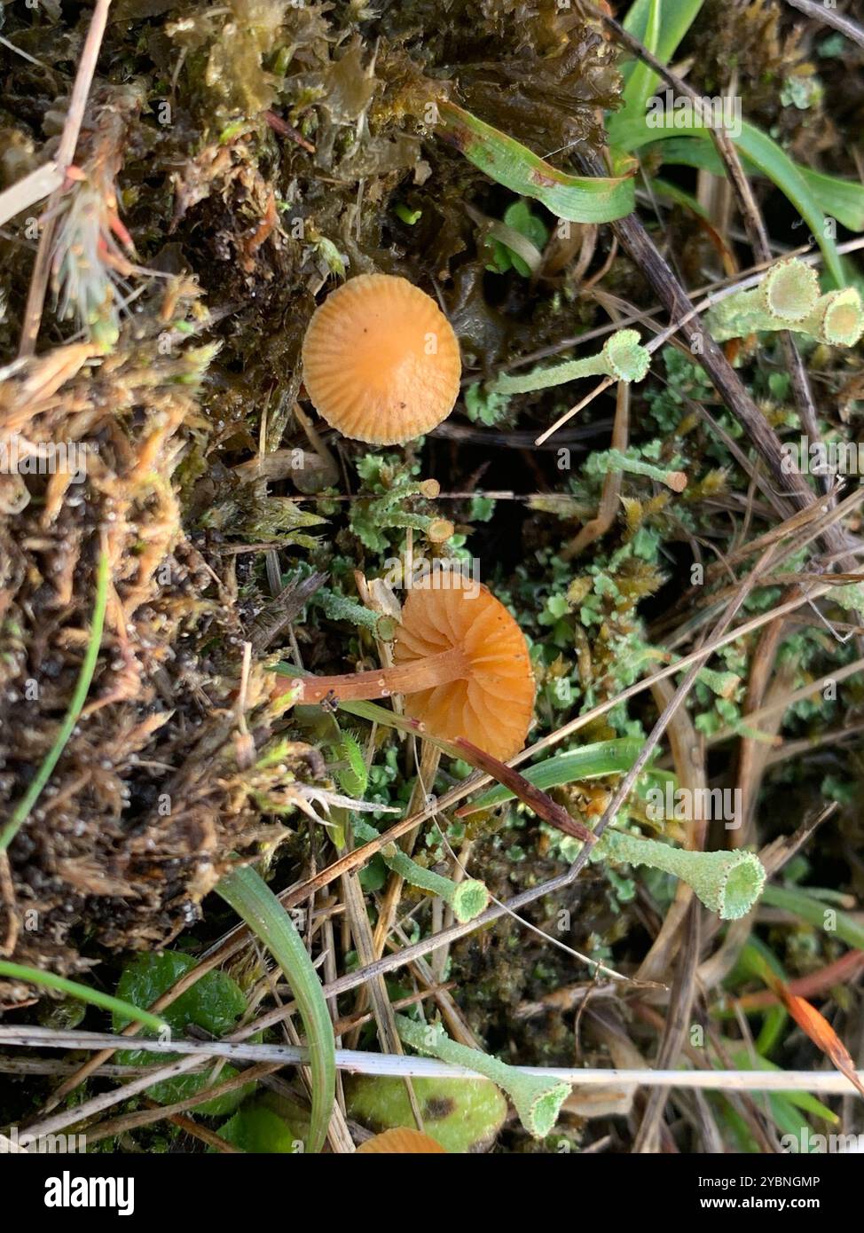 Moss Bells (Galerina) Fungi Stock Photo - Alamy