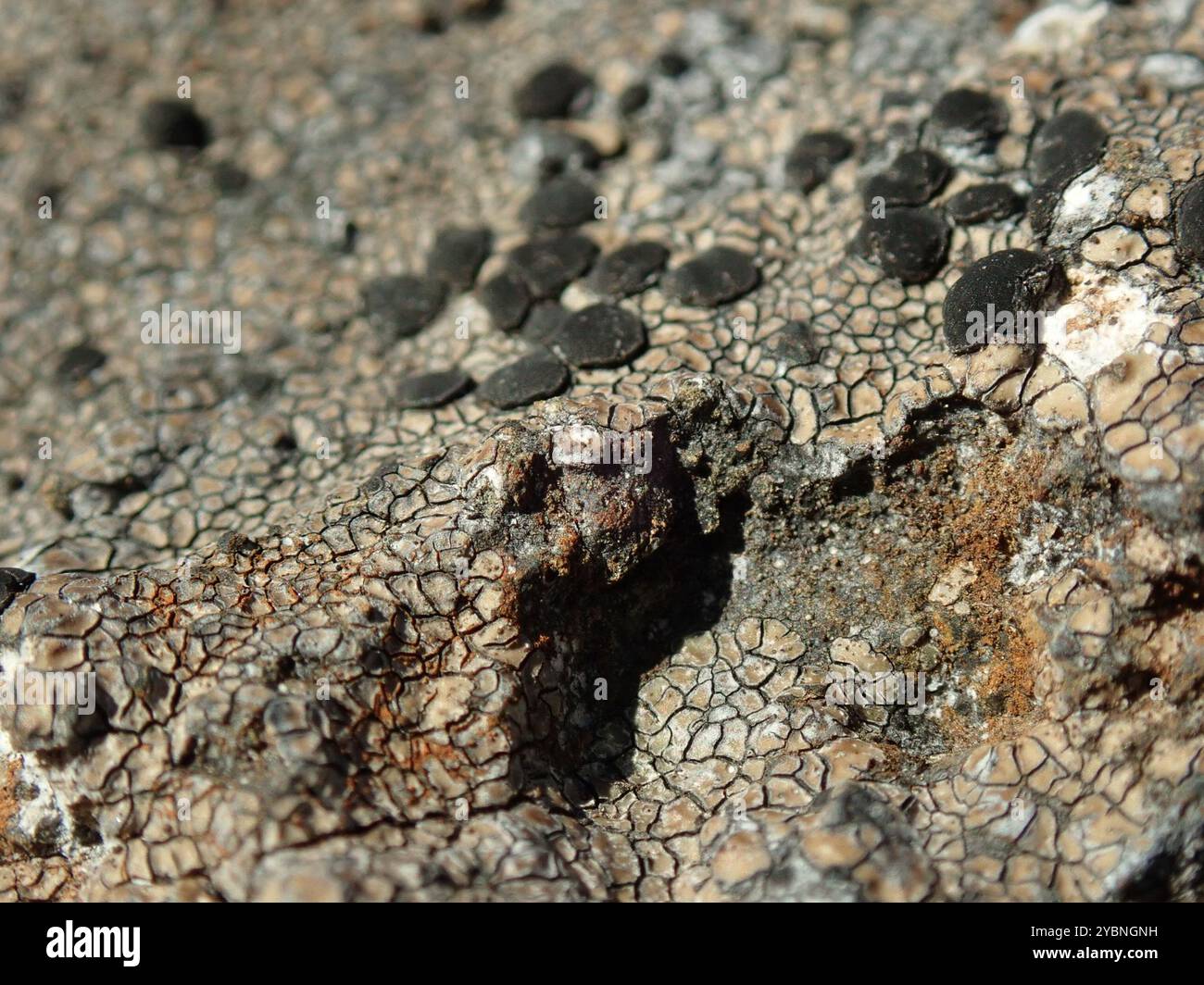 Lecidea fuscoatra hi-res stock photography and images - Alamy