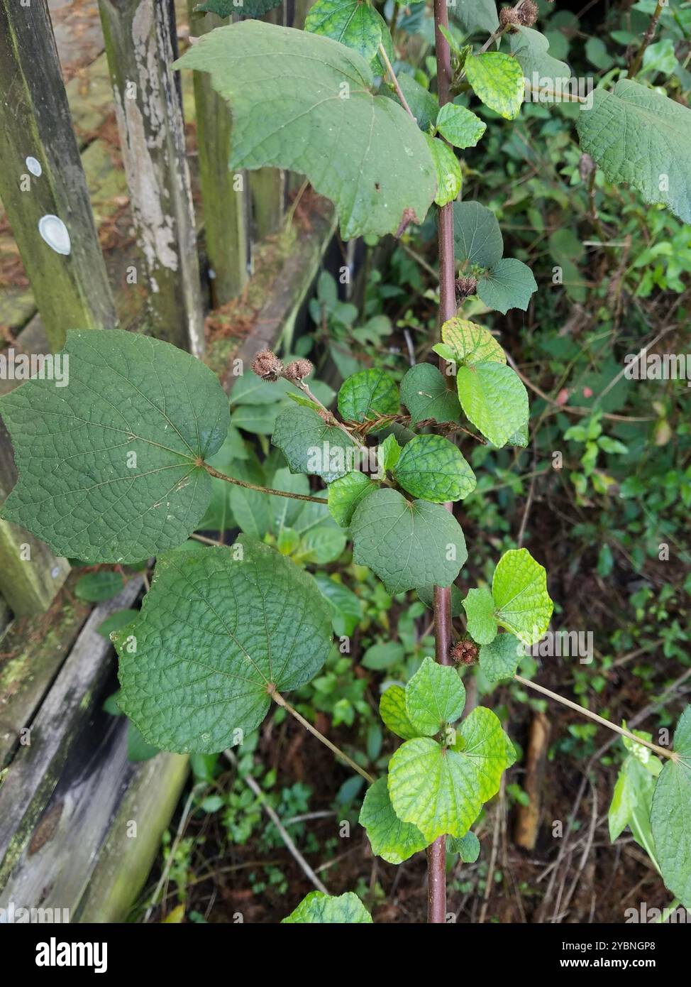 Caesar weed (Urena lobata) Plantae Stock Photo - Alamy