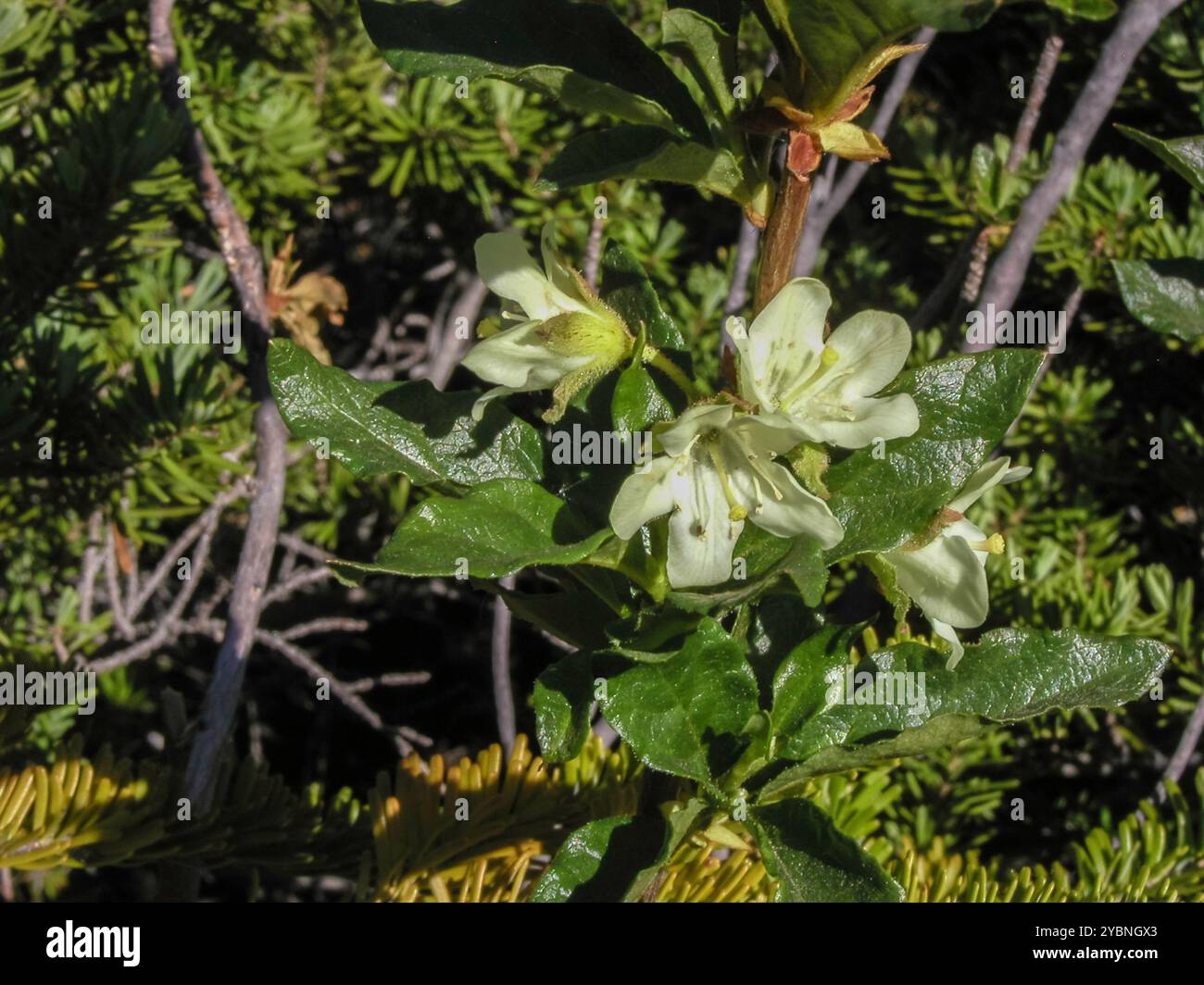 White-flowered Rhododendron (Rhododendron albiflorum) Plantae Stock ...