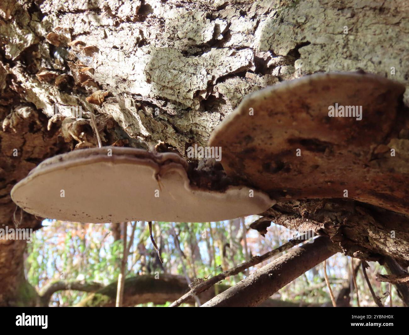 (Ganoderma megaloma) Fungi Stock Photo - Alamy
