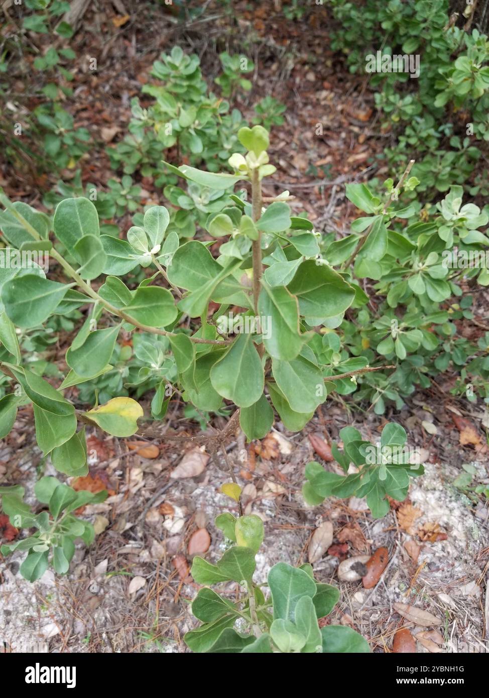 Garberia heterophylla hi-res stock photography and images - Alamy