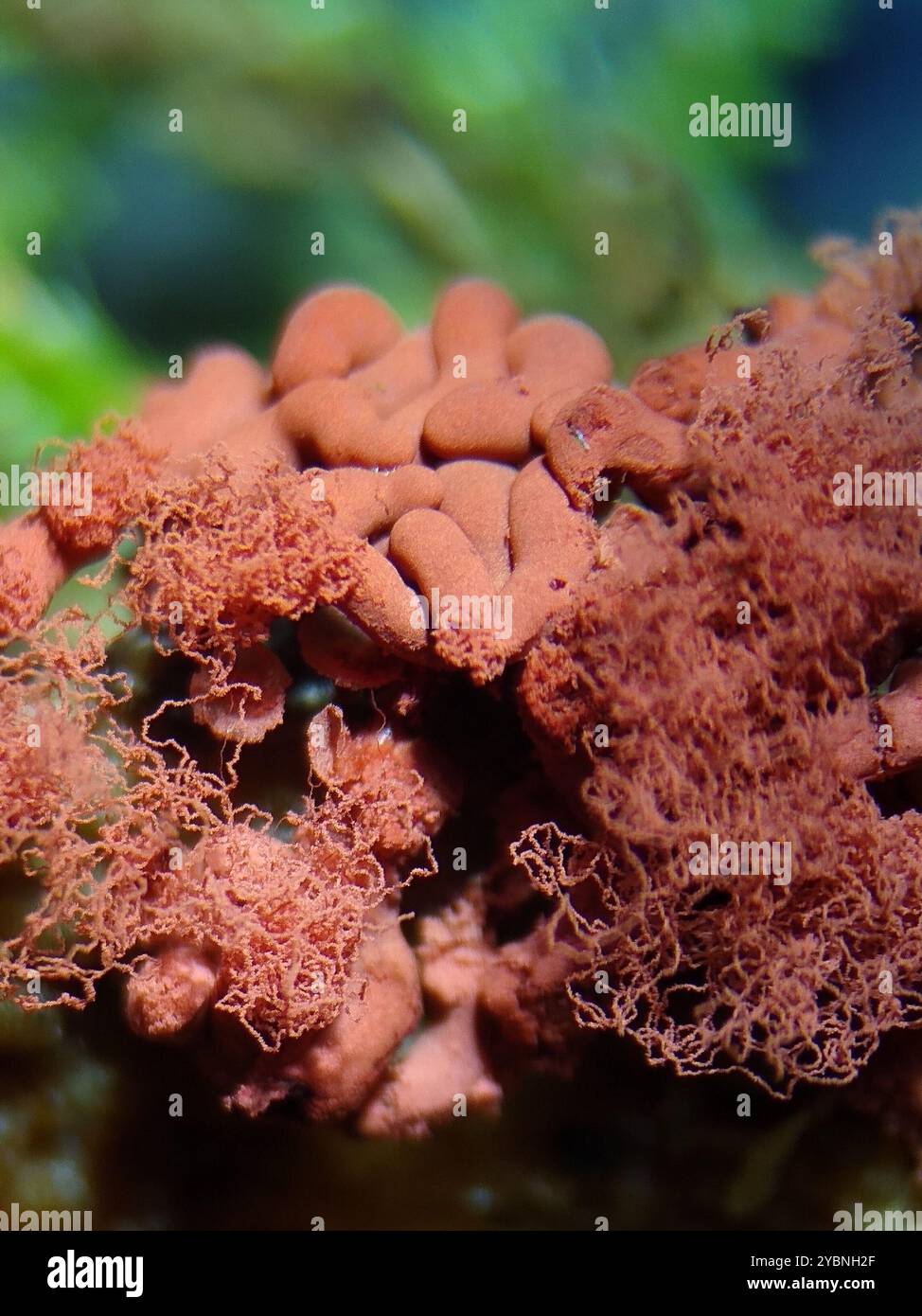 (Arcyria affinis) Protozoa Stock Photo - Alamy