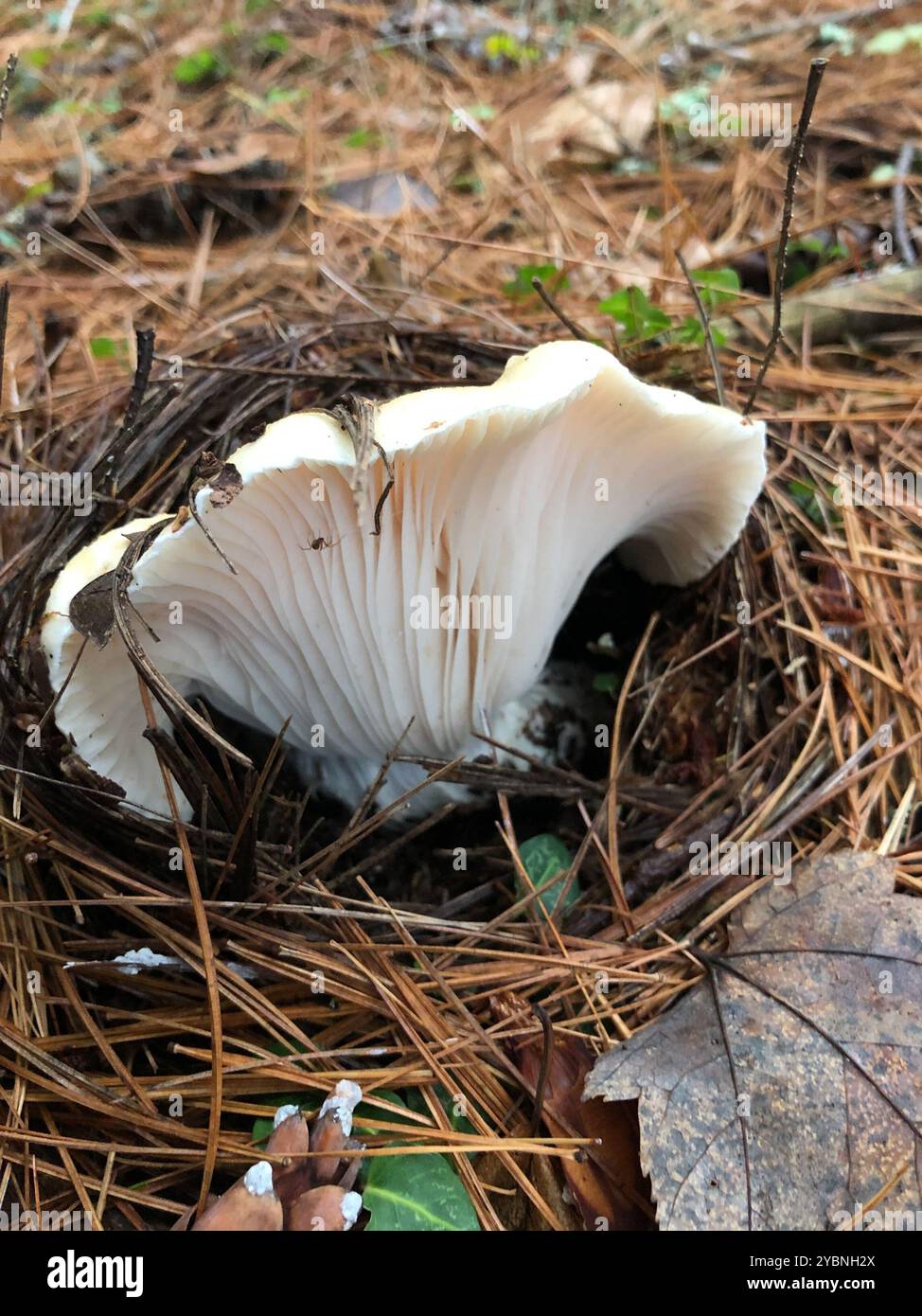 Russula brevipes hi-res stock photography and images - Alamy