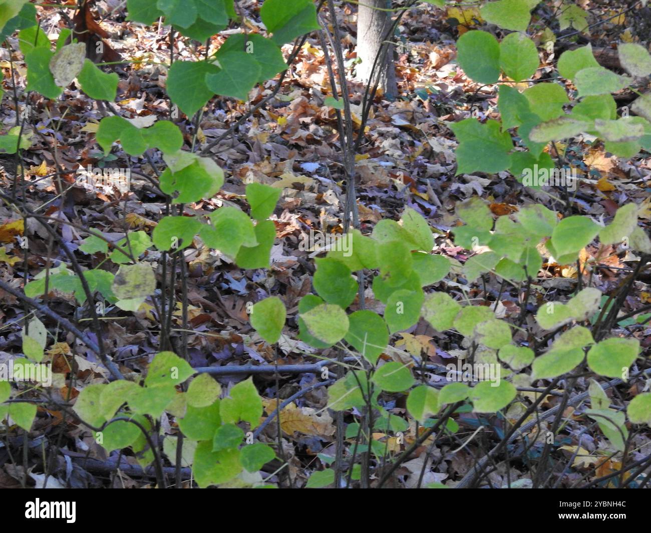 American bladdernut (Staphylea trifolia) Plantae Stock Photo - Alamy