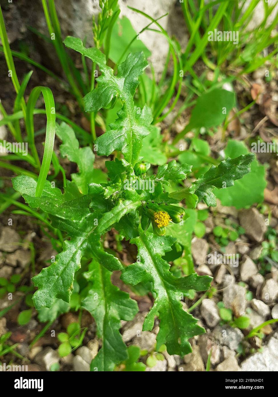 common groundsel (Senecio vulgaris) Plantae Stock Photo - Alamy
