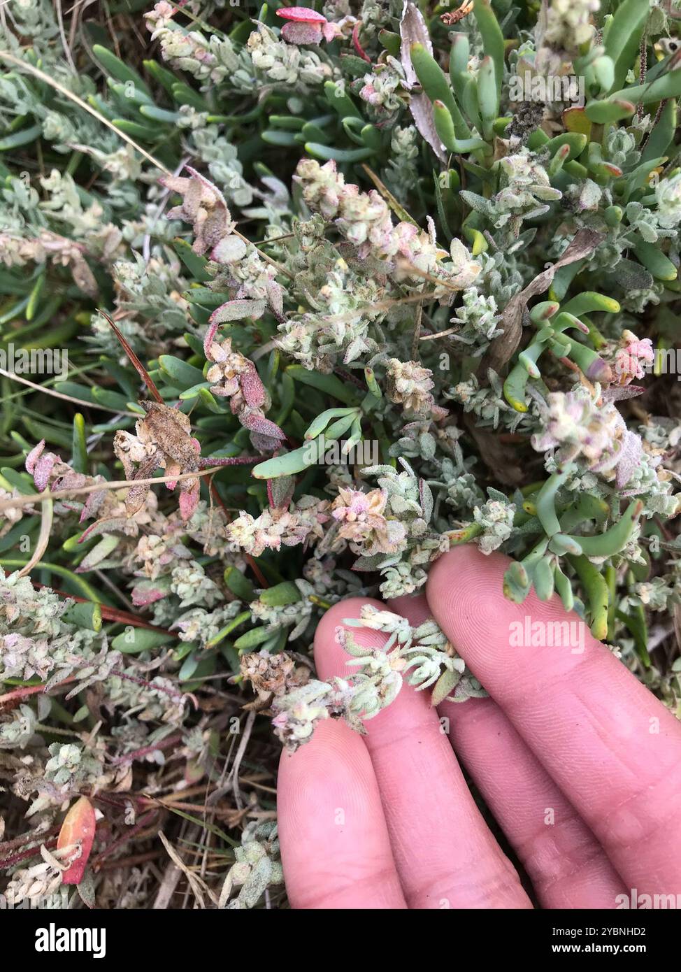 California orache (Extriplex californica) Plantae Stock Photo - Alamy