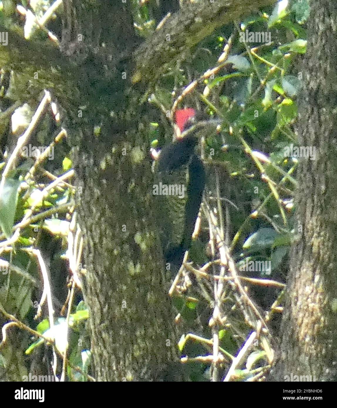 Lineated Woodpecker (Dryocopus lineatus) Aves Stock Photo - Alamy