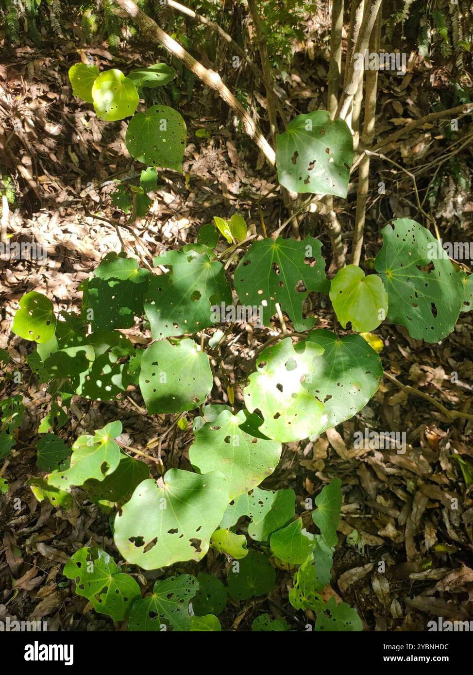 Kawakawa (Piper excelsum) Plantae Stock Photo - Alamy