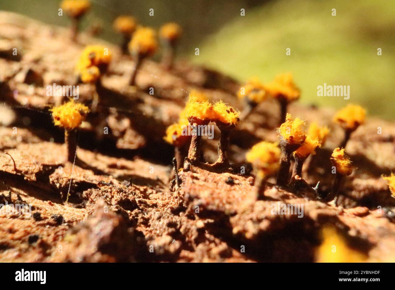 Trichia erecta hi-res stock photography and images - Alamy