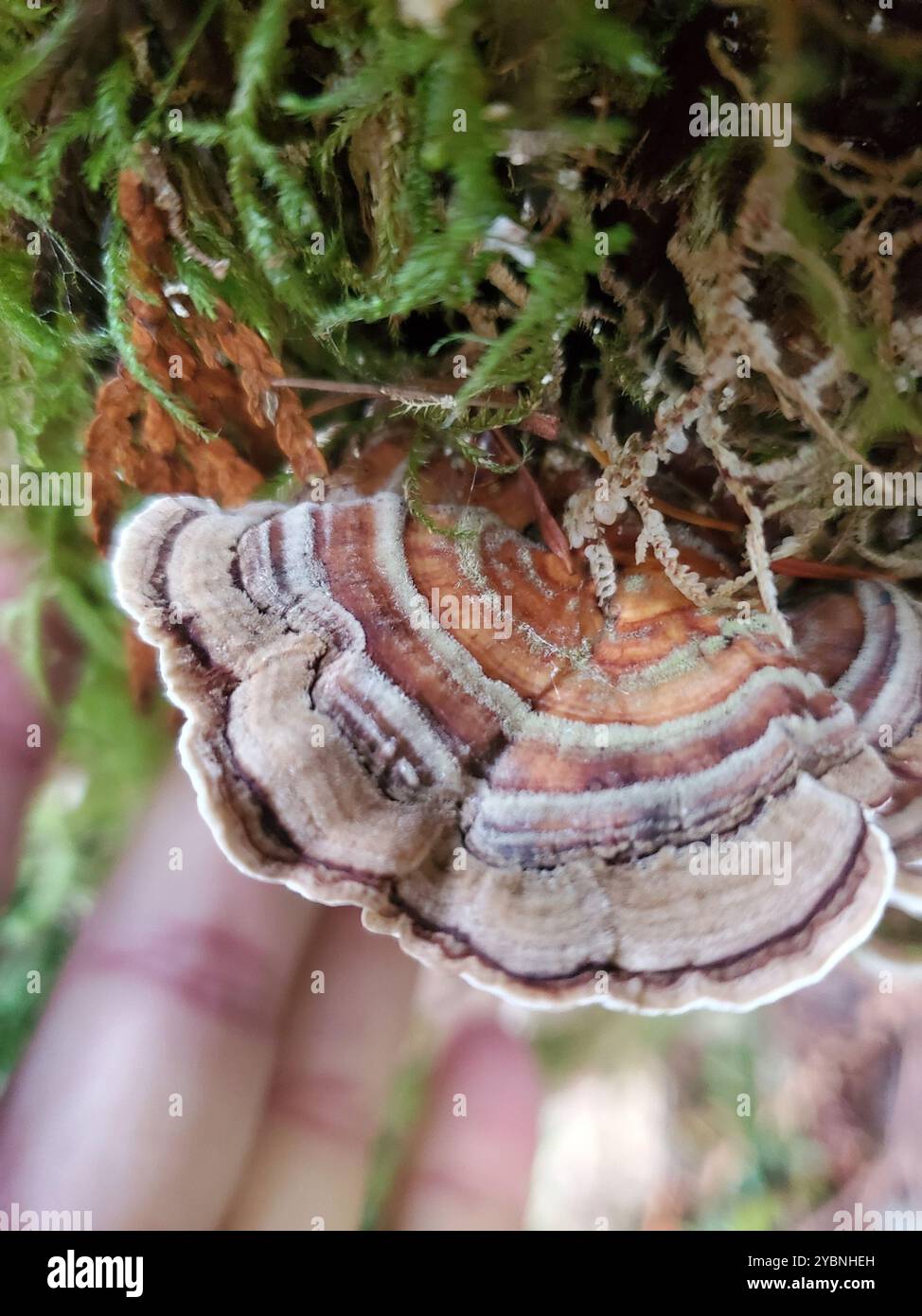 turkey-tail (Trametes versicolor) Fungi Stock Photo - Alamy