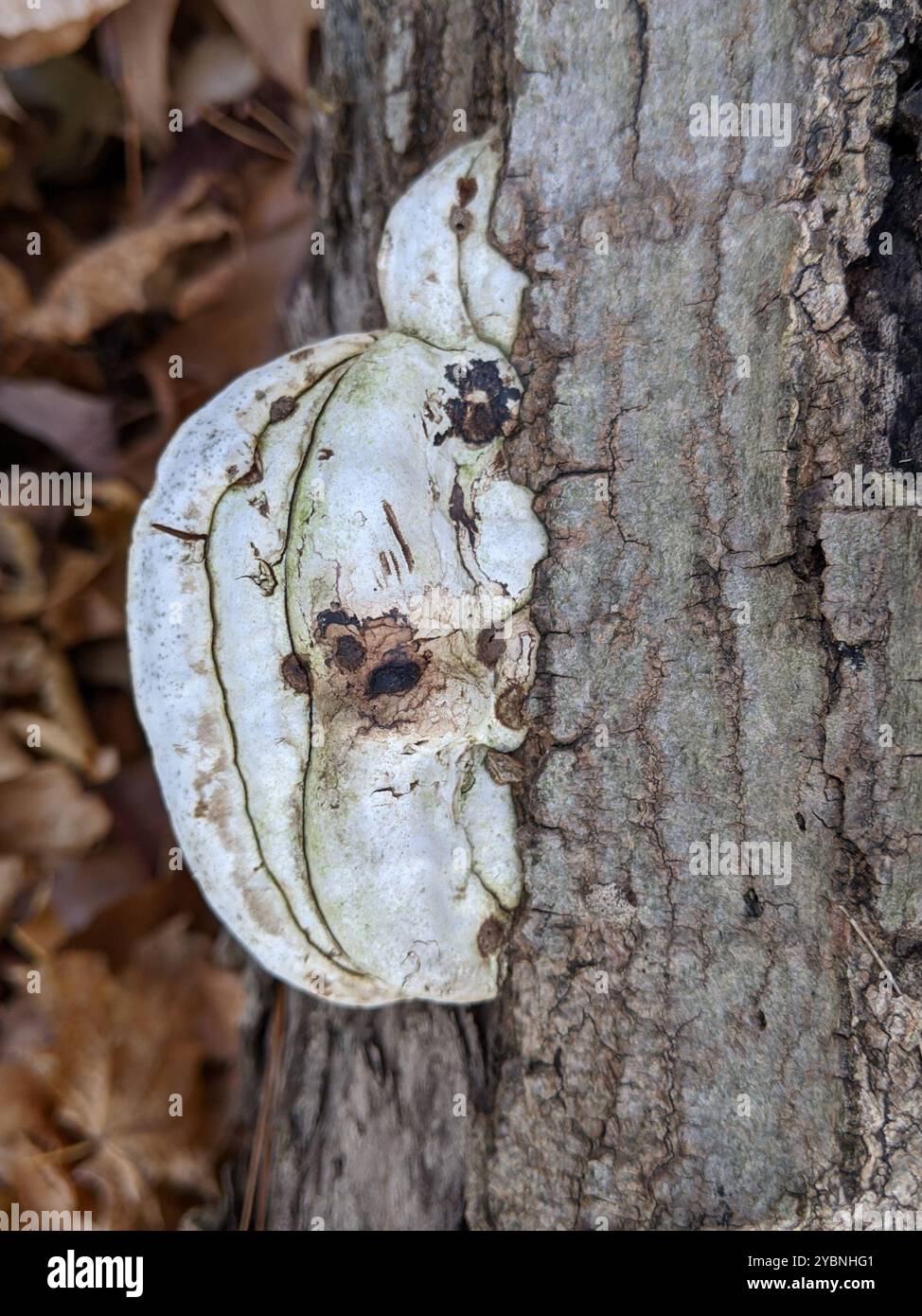 (Ganoderma megaloma) Fungi Stock Photo - Alamy