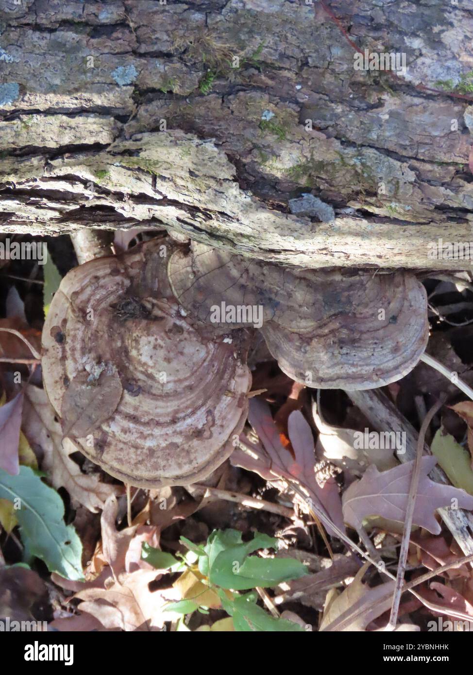 (Ganoderma megaloma) Fungi Stock Photo - Alamy