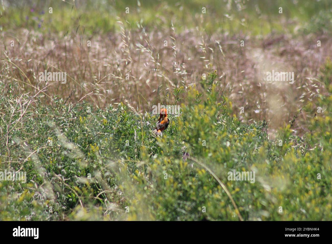 Southern Red Bishop (Euplectes orix) Aves Stock Photo - Alamy