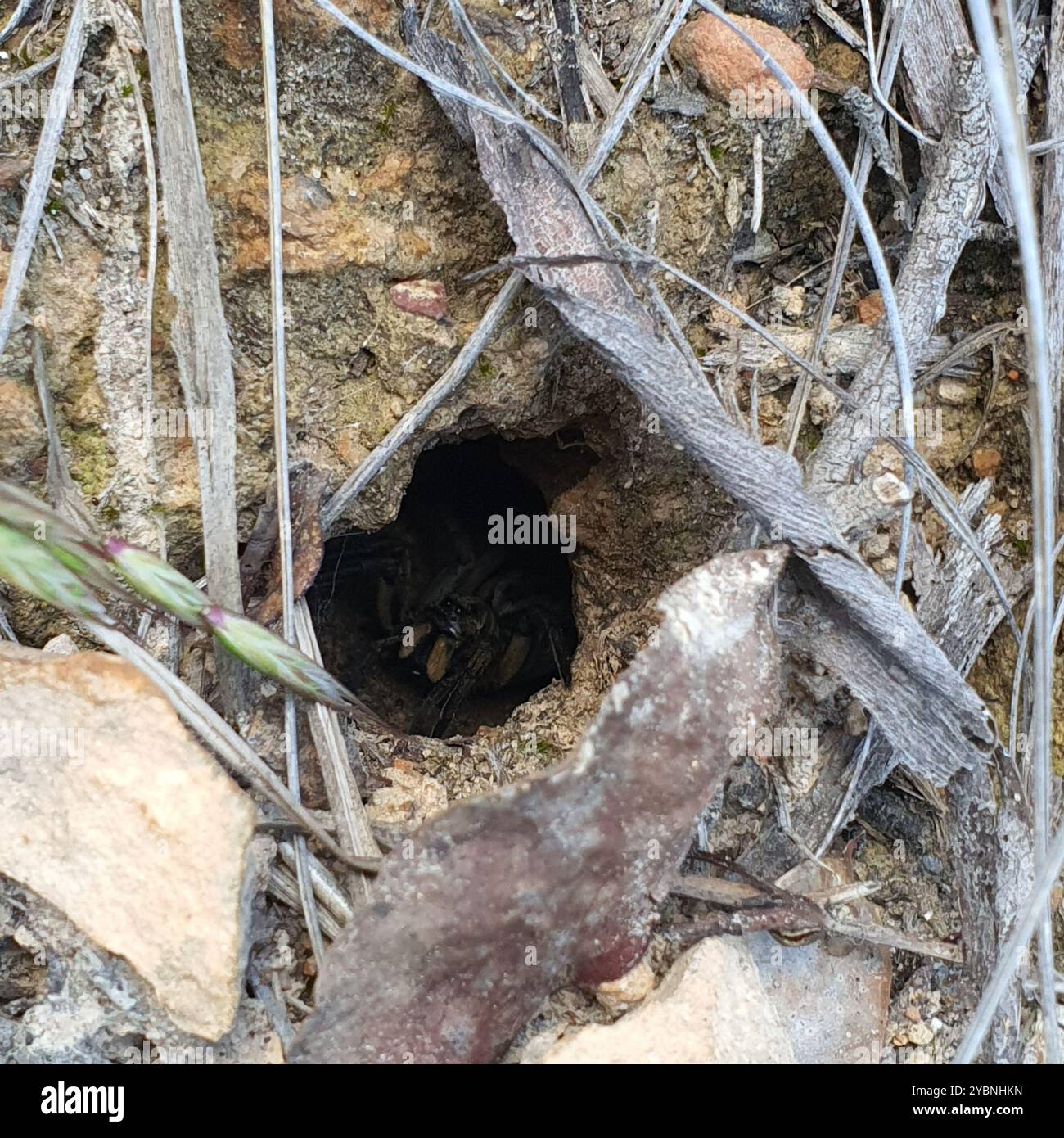Union-Jack Wolf Spiders (Tasmanicosa) Arachnida Stock Photo - Alamy