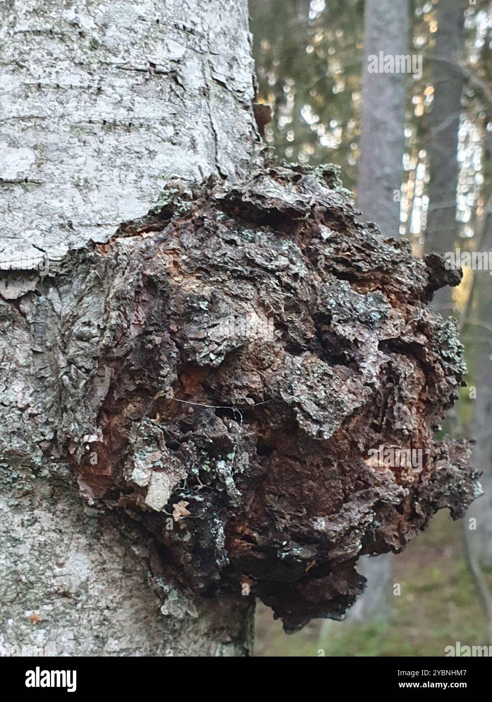 bacterial crown gall (Agrobacterium radiobacter Stock Photo - Alamy