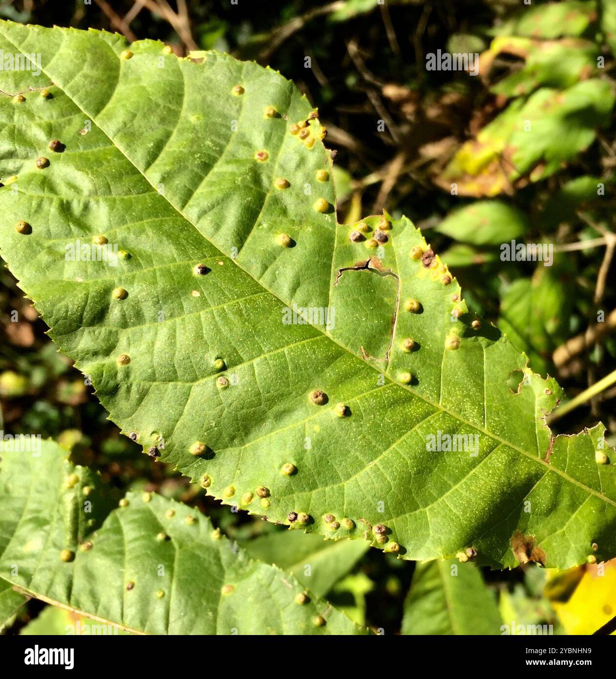 (Phylloxera caryaesemen) Insecta Stock Photo - Alamy
