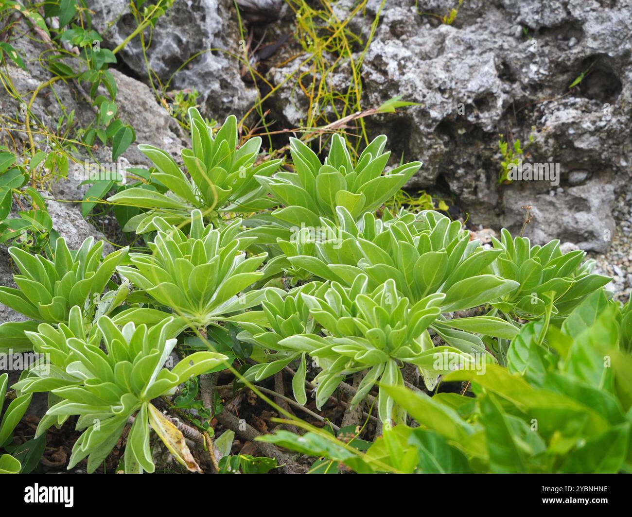 tree heliotrope (Heliotropium arboreum) Plantae Stock Photo - Alamy